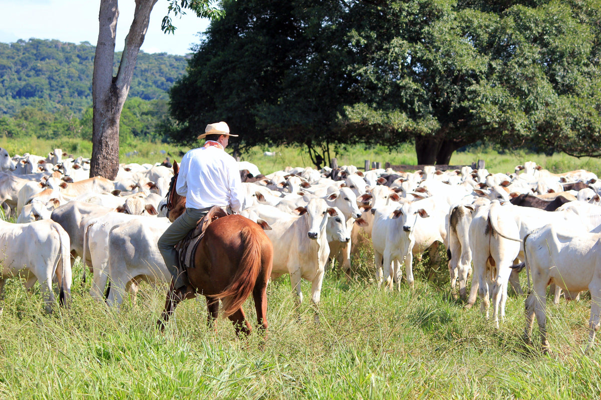 How To Use Cattle Prods To Tame Cattle