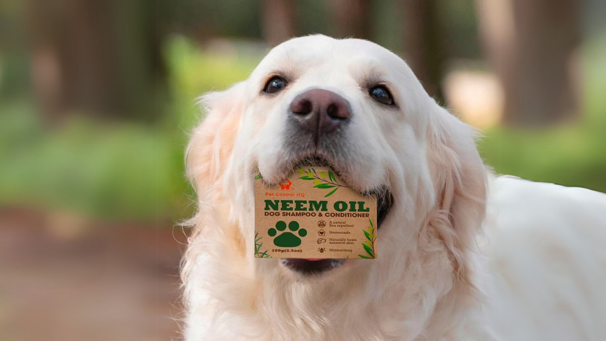 Natural Defense: Understanding Ticks, Fleas, and the Power of Neem Oil
