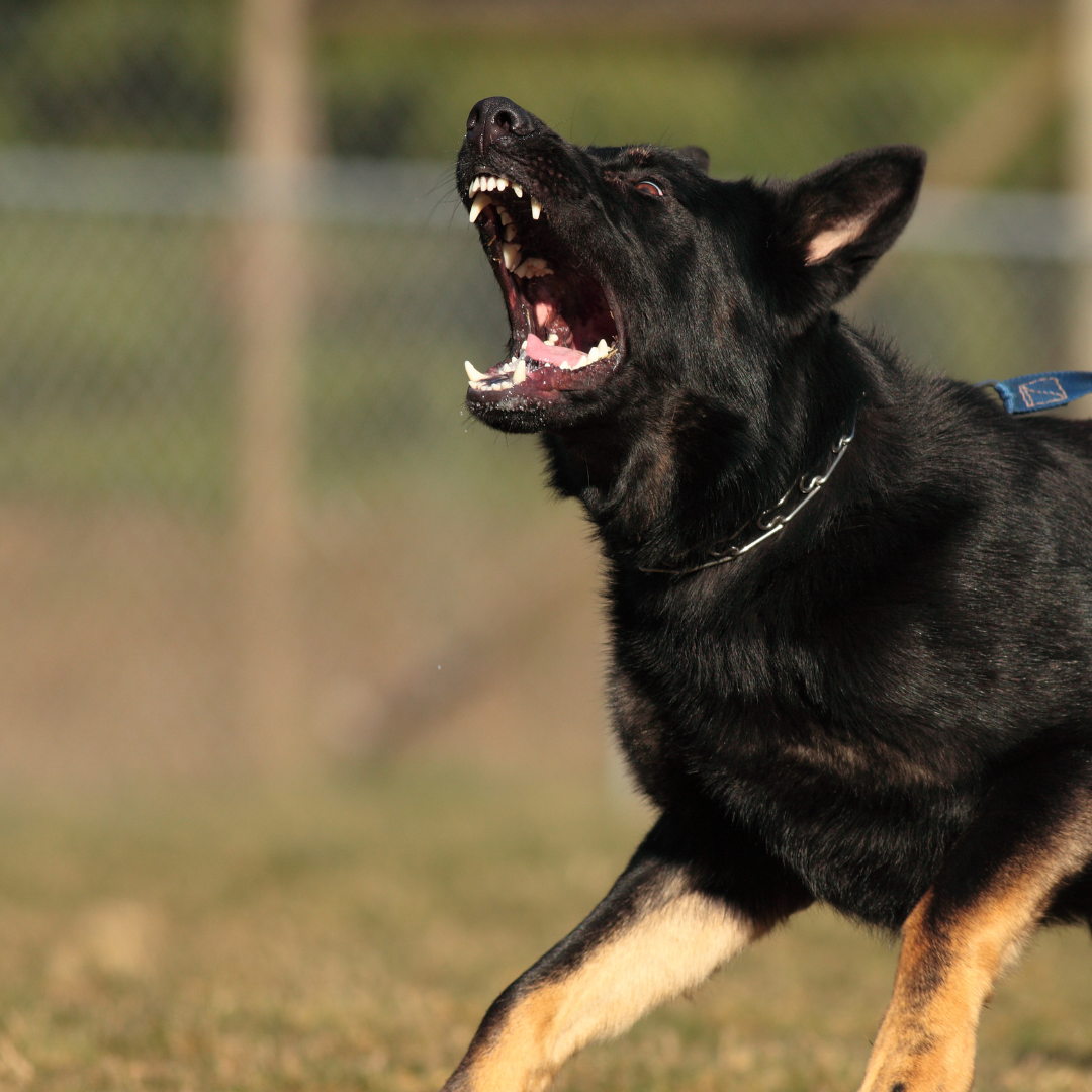 When Barking Becomes a Problem – Here are the Signs and Solutions