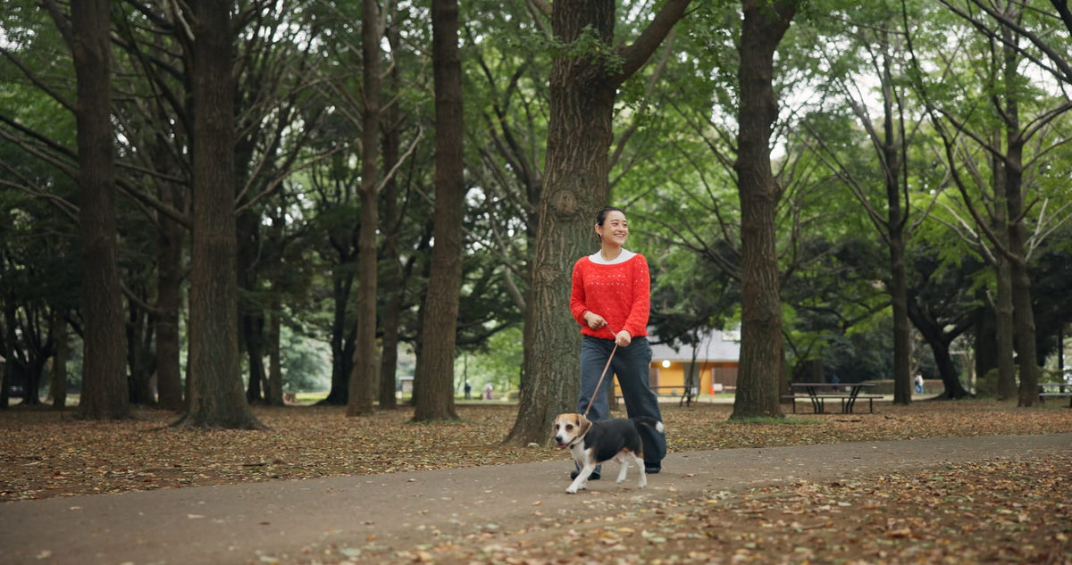 Melbourne’s Best Dog Walking Tracks in 2025