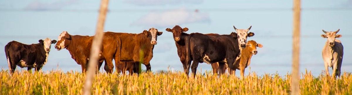 Electric Cattle Prods & Cattle Supplies Australia